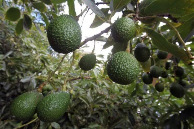 MODJADJISKLOOF SAPS APPREHENDED TWO MALE SUSPECTS FOR POSSESSION OF ...