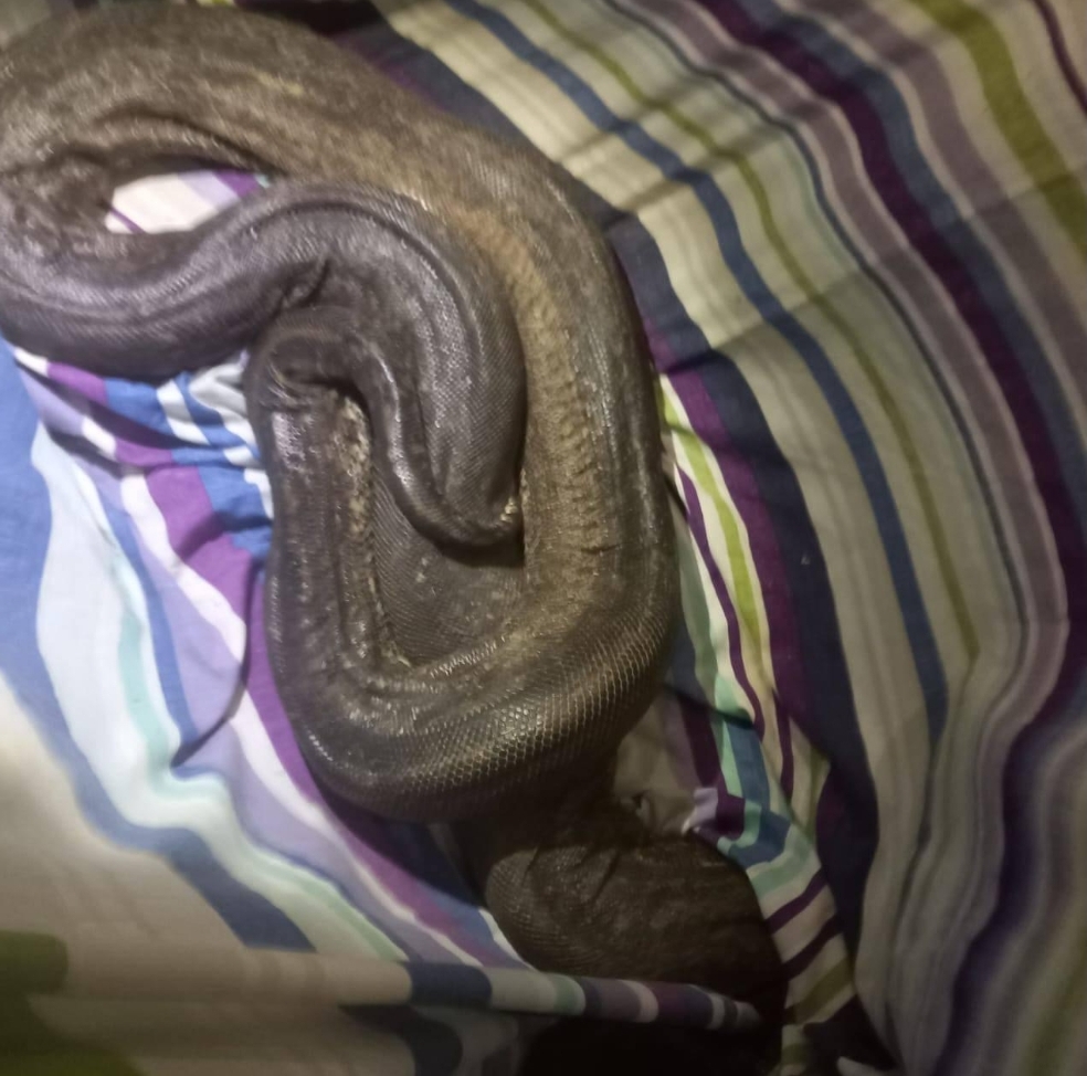 40kg Python Discovered In The House After Owner Has Died - N'wamitwa Times